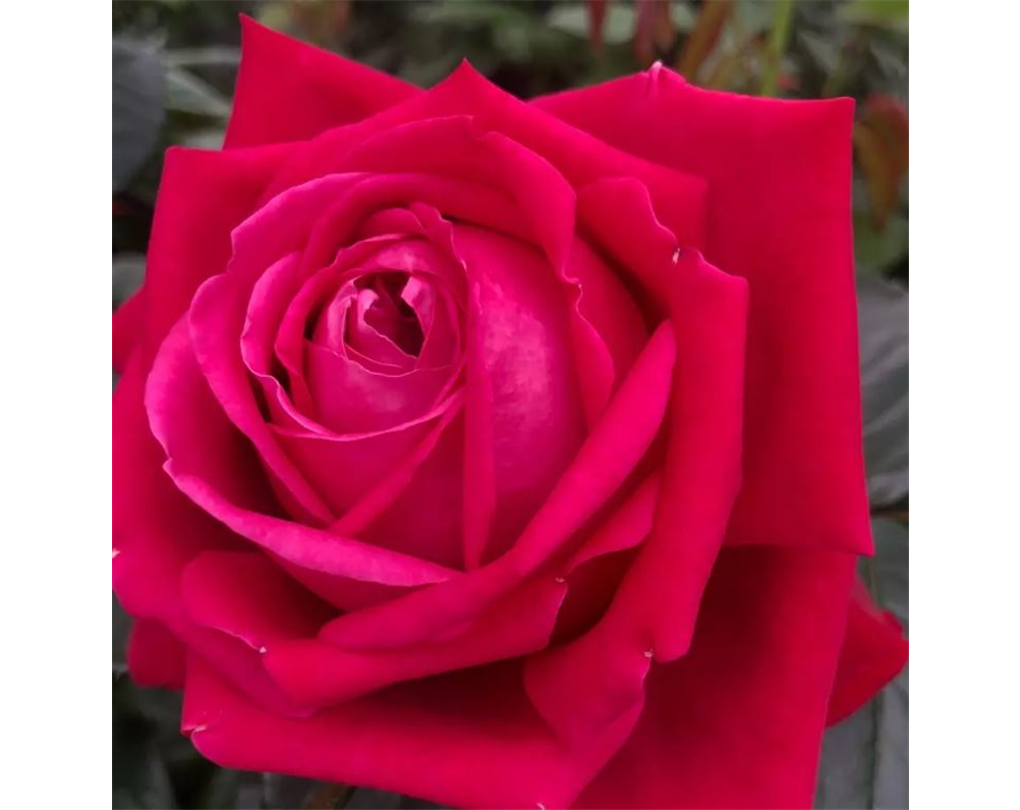 Edelrose 'Ruby Kiss', Rosa 'Ruby Kiss' rubinrot - Seebauer