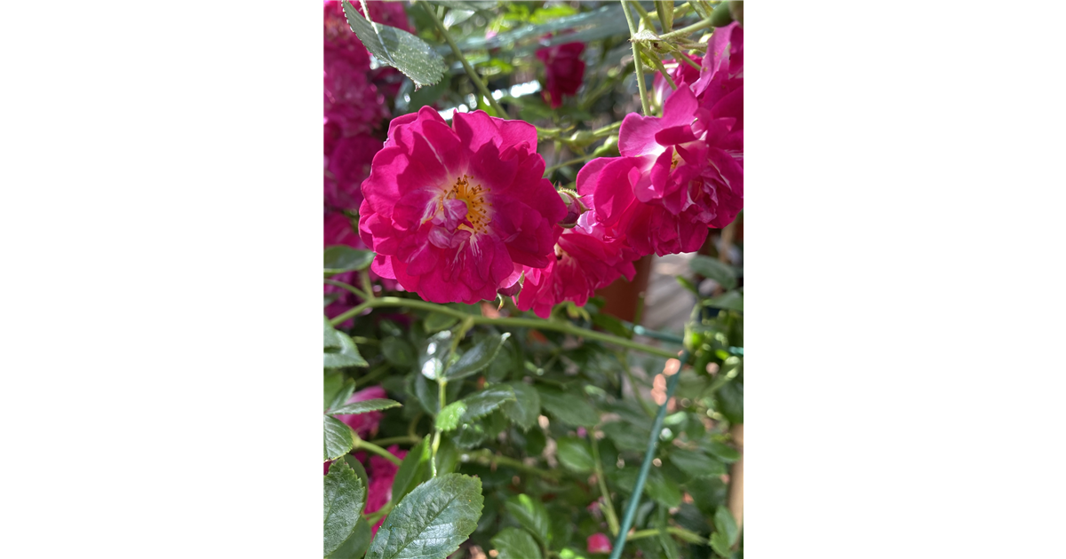 Kletterrose 'Super Excelsa' , Rosa 'Super Excelsa' karminrosa - Seebauer