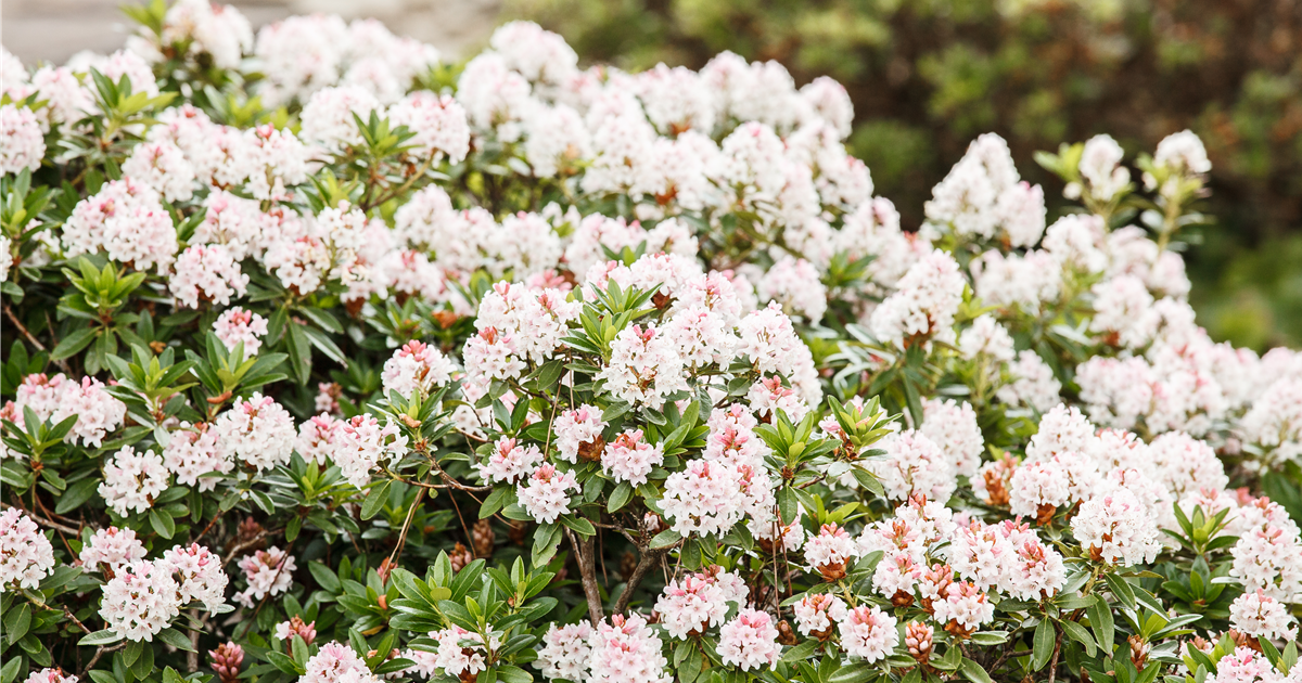 Zwerg-Rhododendron 'Bloombux', Rhododendron micranthum 'Bloombux ...