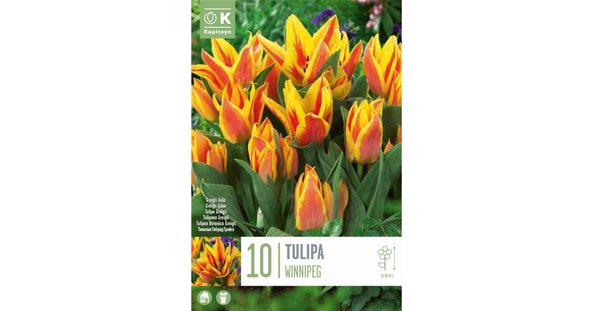 Greigii-Tulpe 'Winnipeg', Tulipa greigii 'Winnipeg' rot-gelb - Seebauer