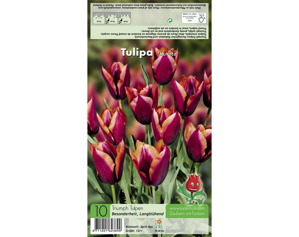 Triumph-Tulpe 'Muvota', Tulipa 'Muvota' purpurviolett-rosa-orange ...