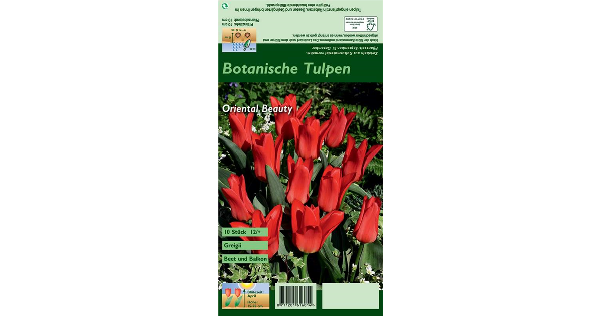 Greigii-Tulpe 'Oriental Beauty', Tulipa greigii 'Oriental Beauty' rot - Seebauer