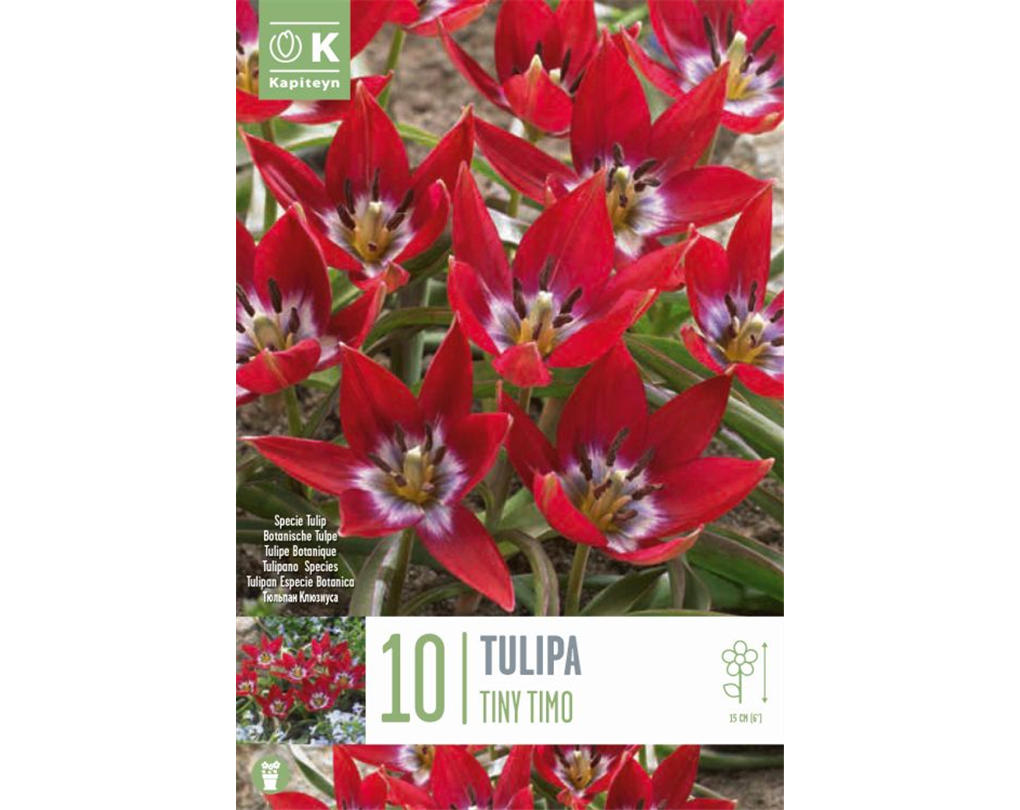 Wilde Tulpe 'Tiny Timo' , Tulipa 'Tiny Timo' rot - Seebauer