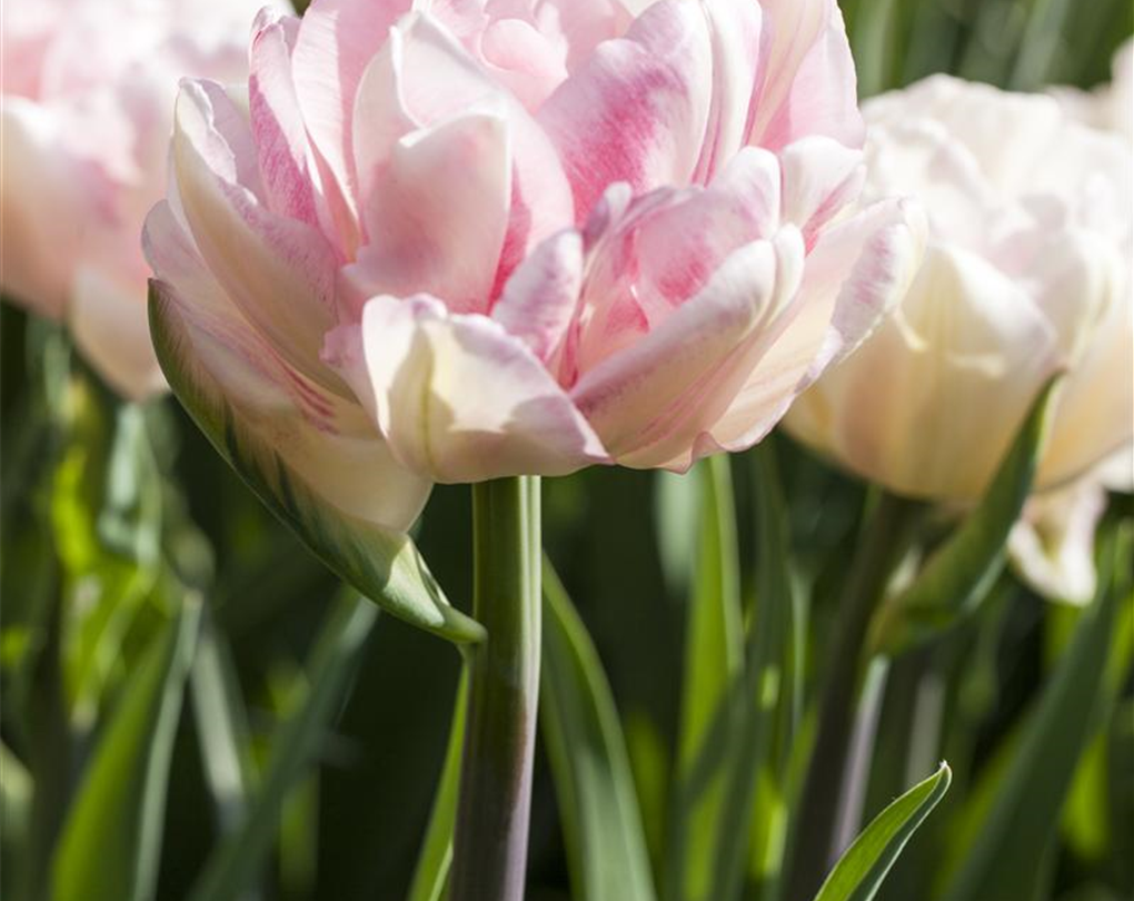 Gefüllte Tulpe 'Whipped Cream', Tulipa 'Whipped Cream' weiß - Seebauer