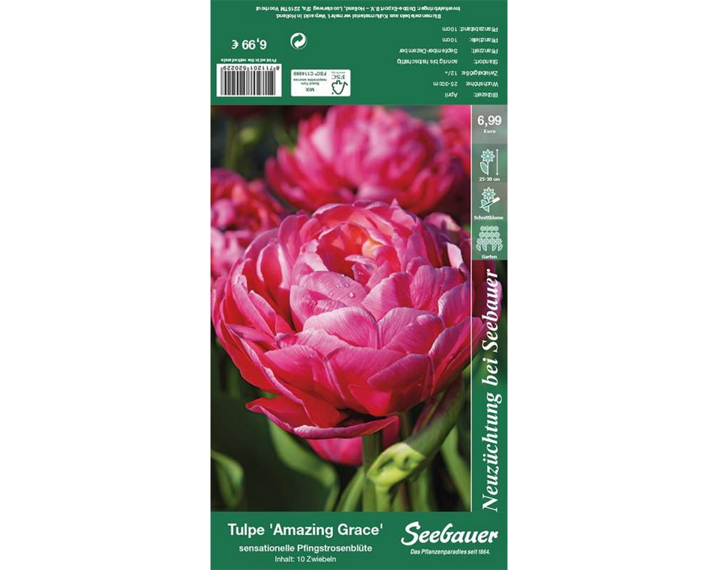 Gefüllte Tulpe 'Amazing Grace', Tulipa 'Amazing Grace' rosa - Seebauer