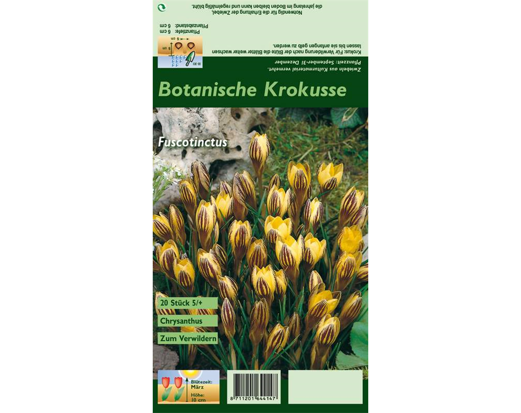 Krokus 'Fuscotinctus', Crocus chrysanthus 'Fuscotinctus' bronze-gelb ...