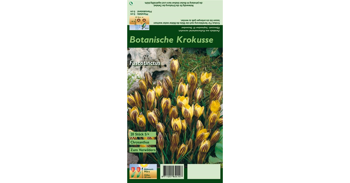 Krokus 'Fuscotinctus', Crocus chrysanthus 'Fuscotinctus' bronze-gelb ...