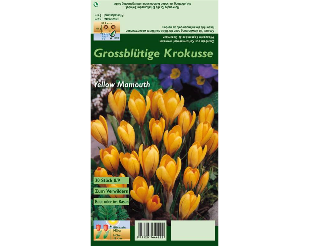 Großblütiger Krokus 'Yellow Mammoth', Crocus vernus 'Yellow Mammoth ...