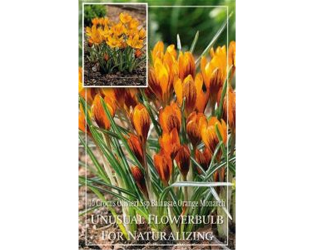 Wildkrokus 'Orange Monarch', Crocus olivieri 'Orange Monarch' orange ...