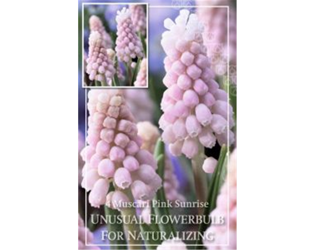 Kleine Traubenhyazinthe 'Pink Sunrise', Muscari botryoides 'Pink ...