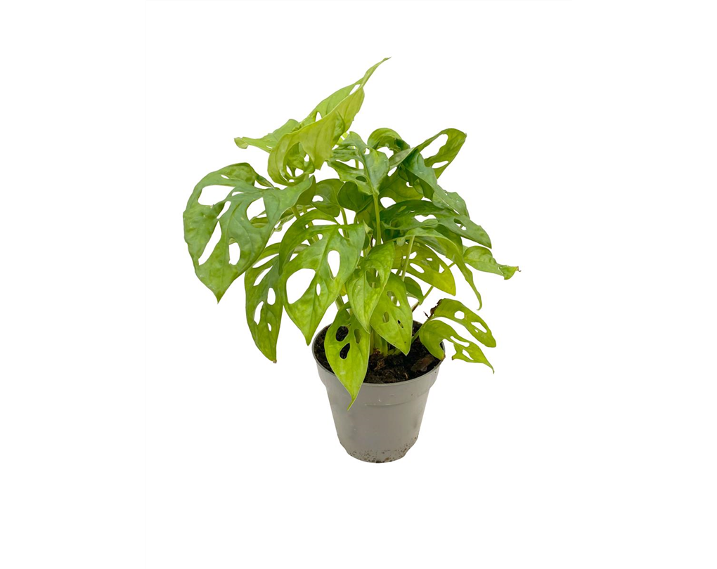 Fensterblatt 'Monkey Mask', Monstera adansonii 'Monkey Mask' - Seebauer