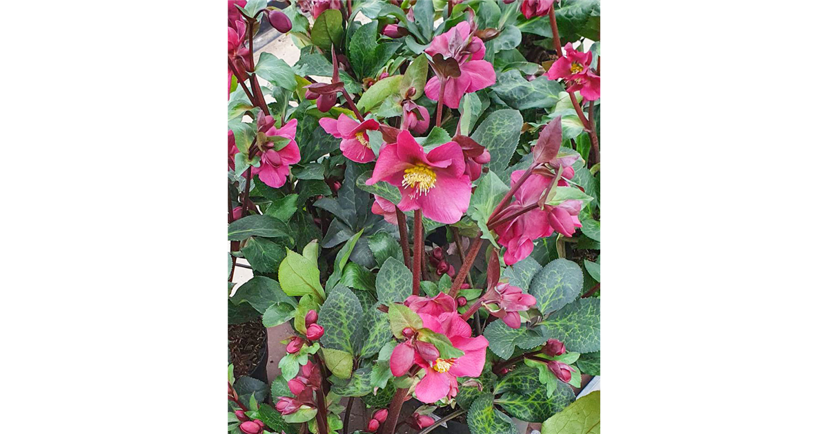 Christrose 'Anna's Red', Helleborus orientalis 'Anna's Red' rot - Seebauer