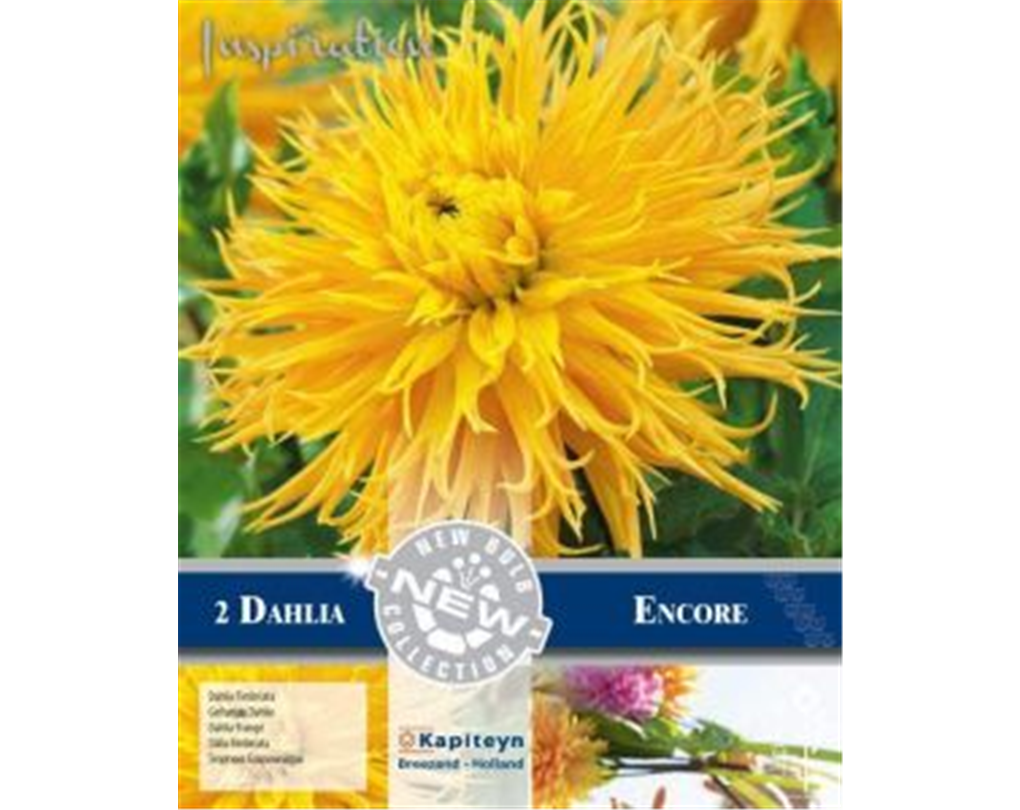 Gefranste Dahlie 'Encore' , Dahlia 'Encore' gelb - Seebauer