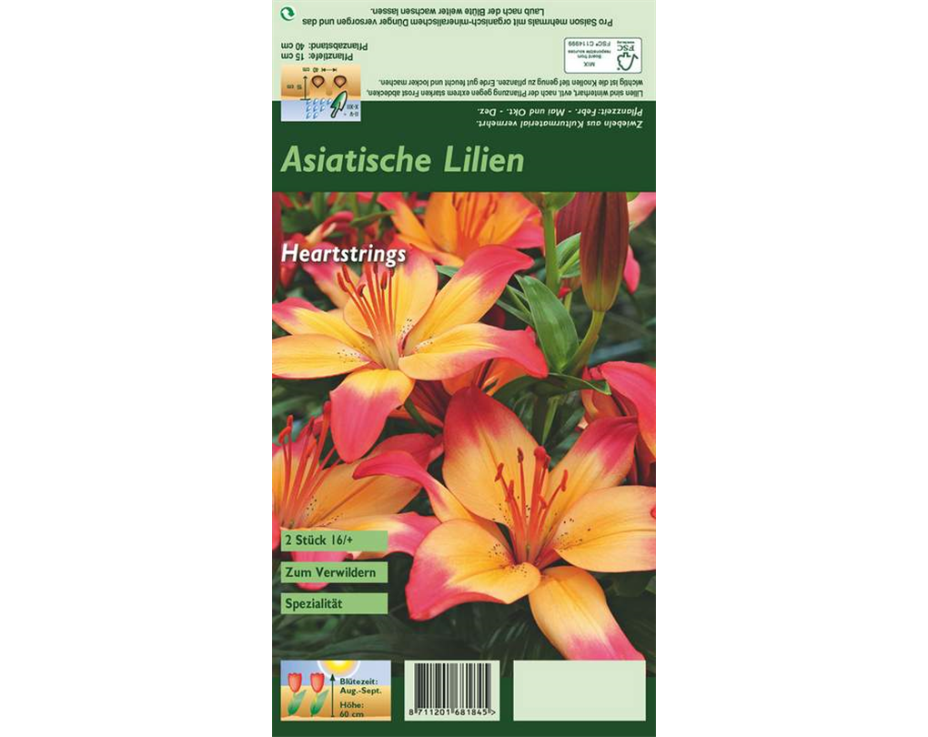 Asiatische Lilie 'Heartstrings', Lilium 'Heartstrings' creme-orange ...