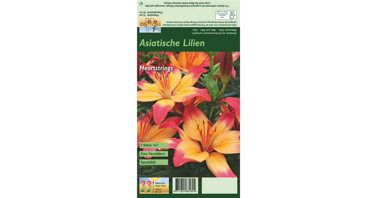 Asiatische Lilie 'Heartstrings', Lilium 'Heartstrings' creme-orange ...