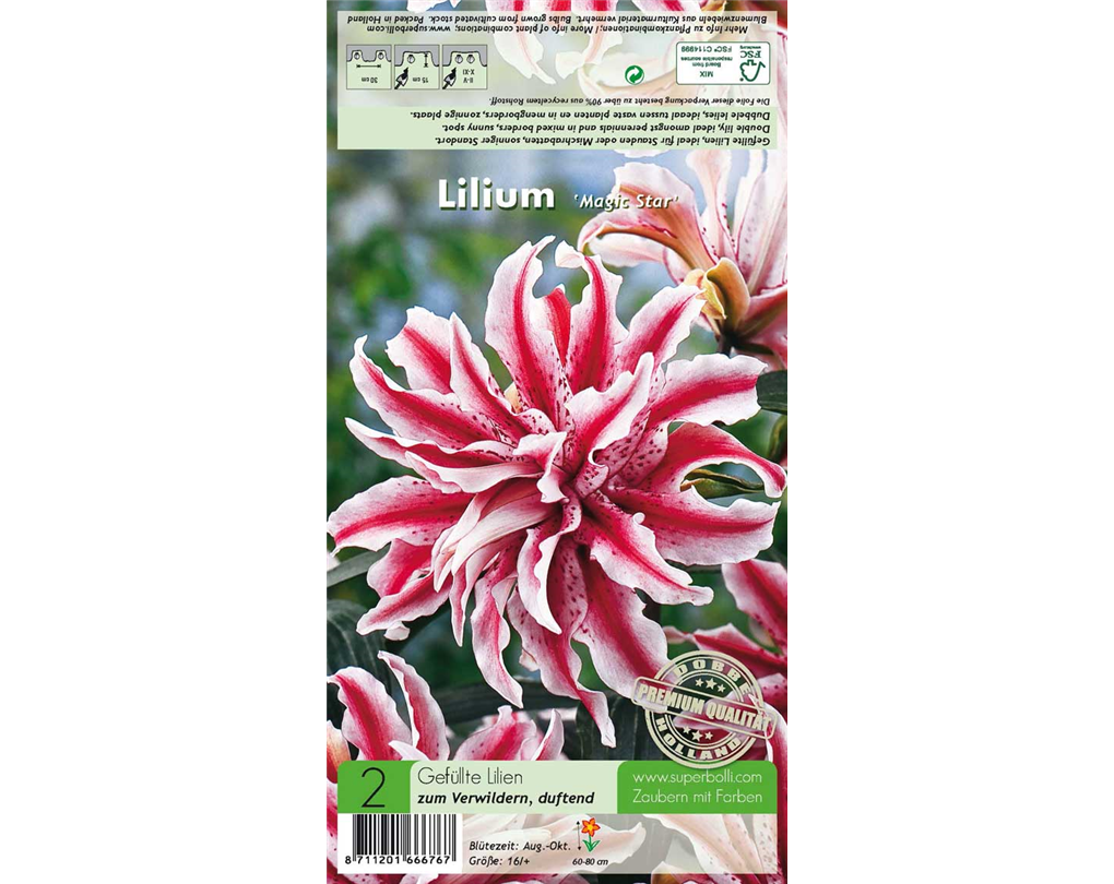 Gefüllte Lilie 'Magic Star', Lilium 'Magic Star' rosa-rot-weiß - Seebauer