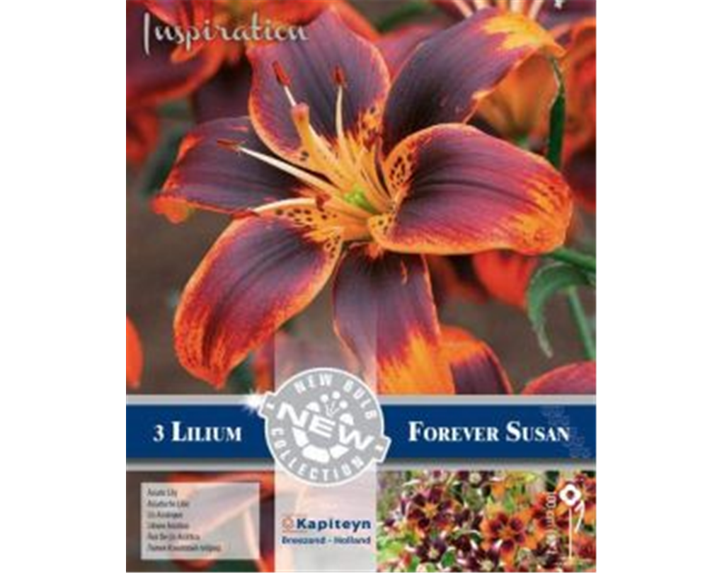 Asiatische Lilie 'Forever Susan', Lilium 'Forever Susan' orange ...