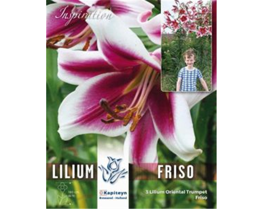 Baumlilie 'Friso', Lilium 'Friso' weiß mit roter Mitte - Seebauer