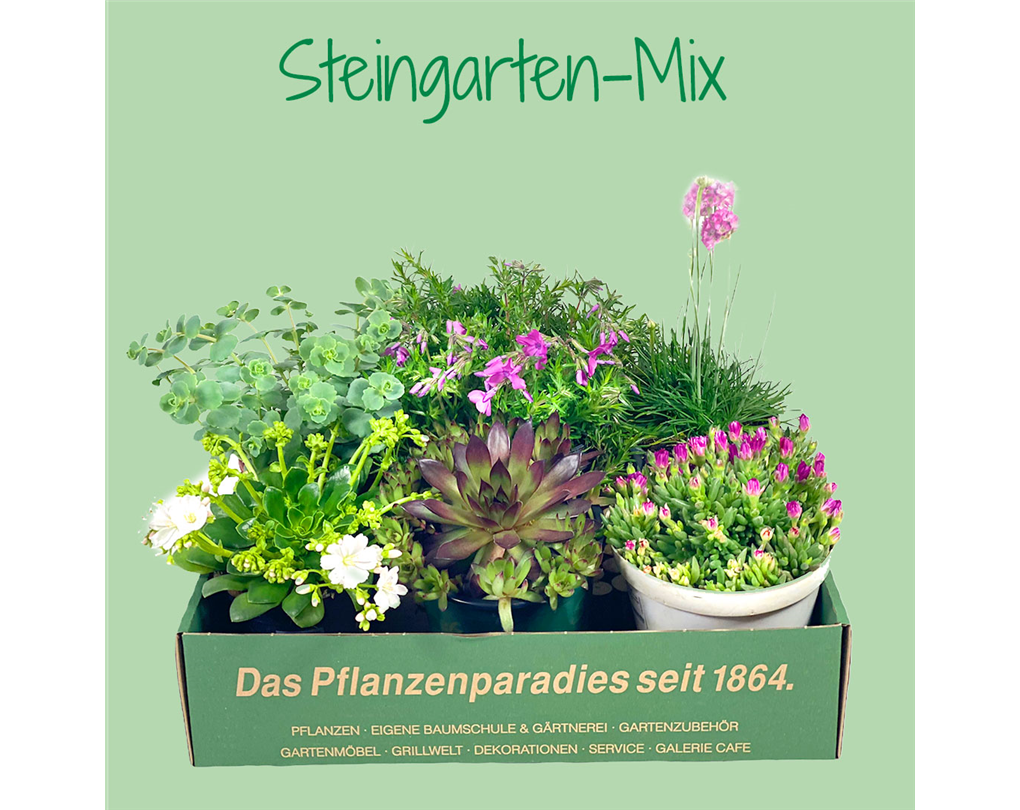 Paket "Steingarten", Pflegeleichte Pflanzenmischung, Exklusiv im Online ...