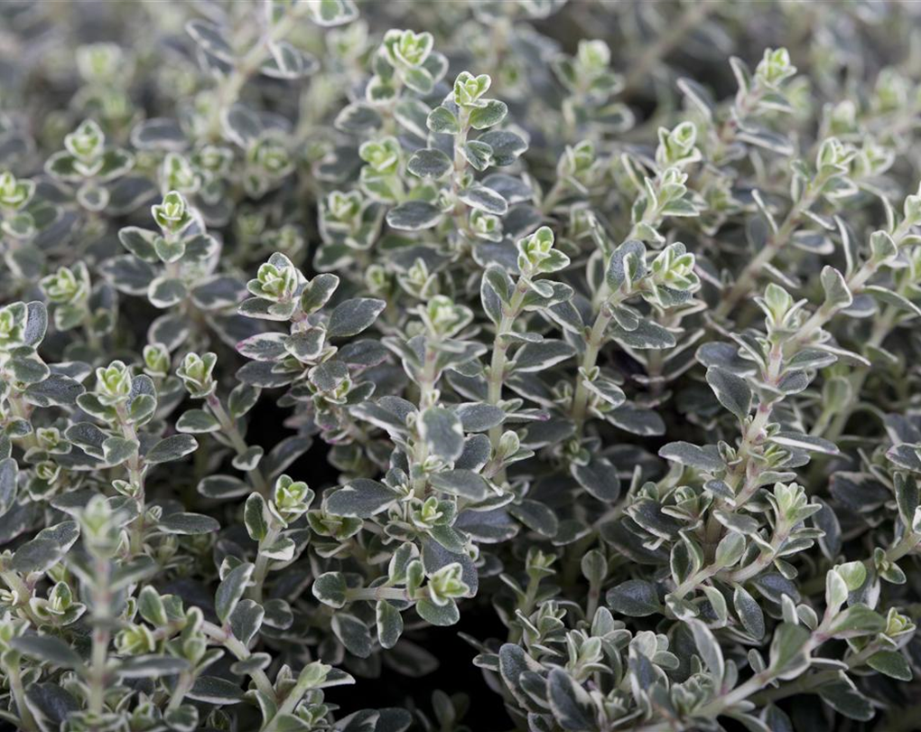 Bio-Thymian 'Faustini', Thymus vulgaris 'Faustini' - Seebauer