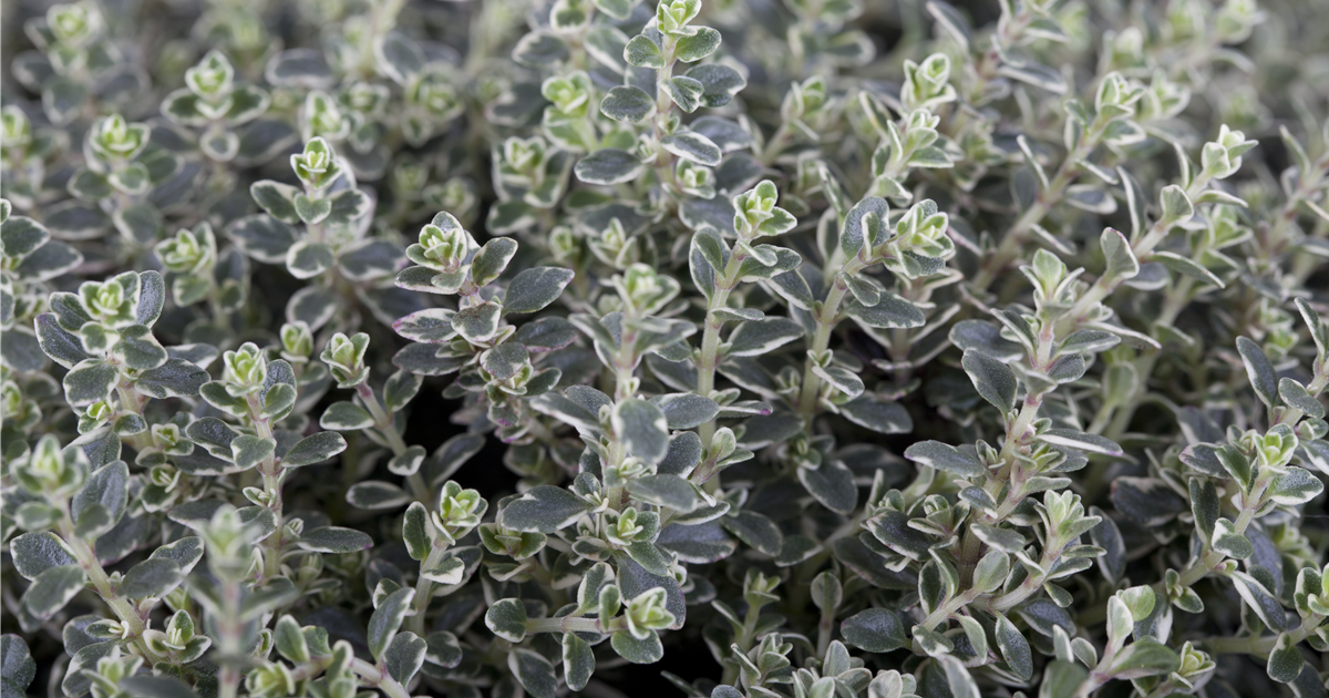 Bio-Thymian 'Faustini', Thymus vulgaris 'Faustini' - Seebauer