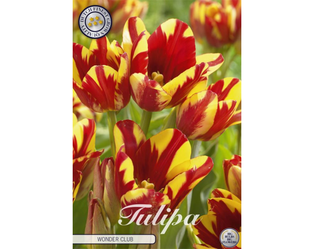 Mehrblütige Tulpe 'Wonder Club', Tulipa multiflora 'Wonder Club' gelb ...