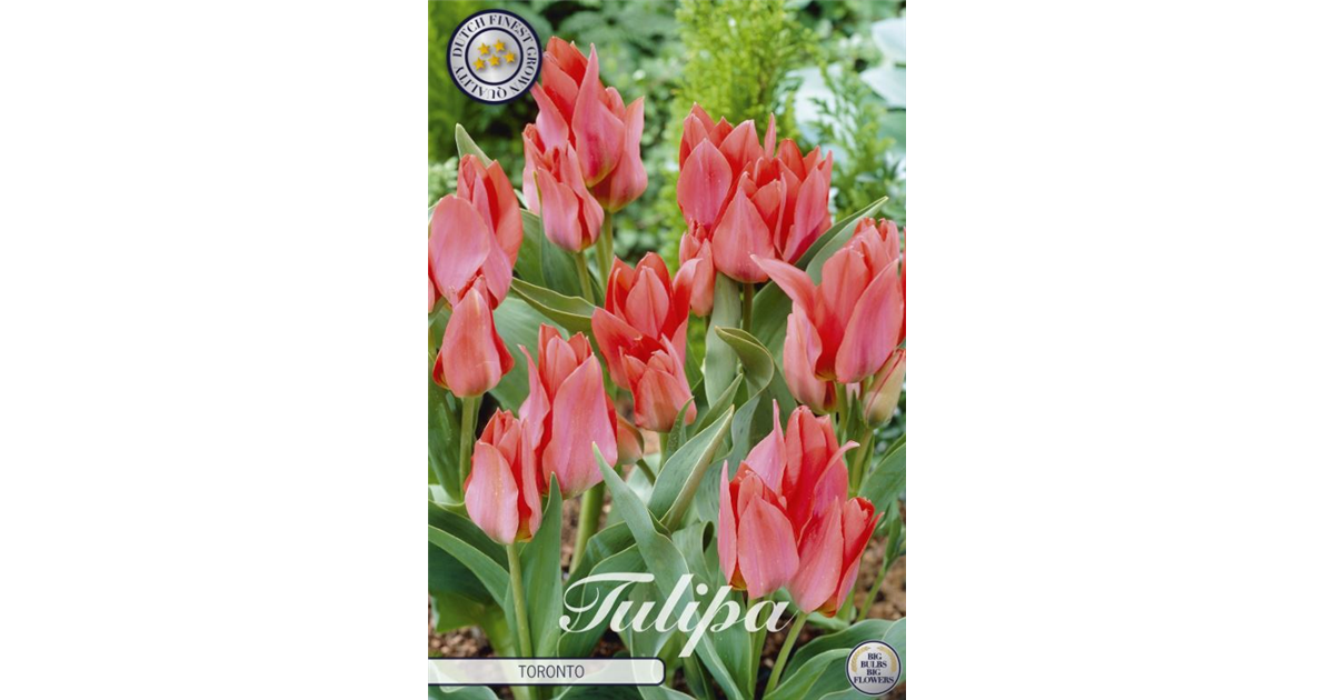 Mehrblütige Greigii-Tulpe 'Toronto', Tulipa greigii 'Toronto' rosa - Seebauer