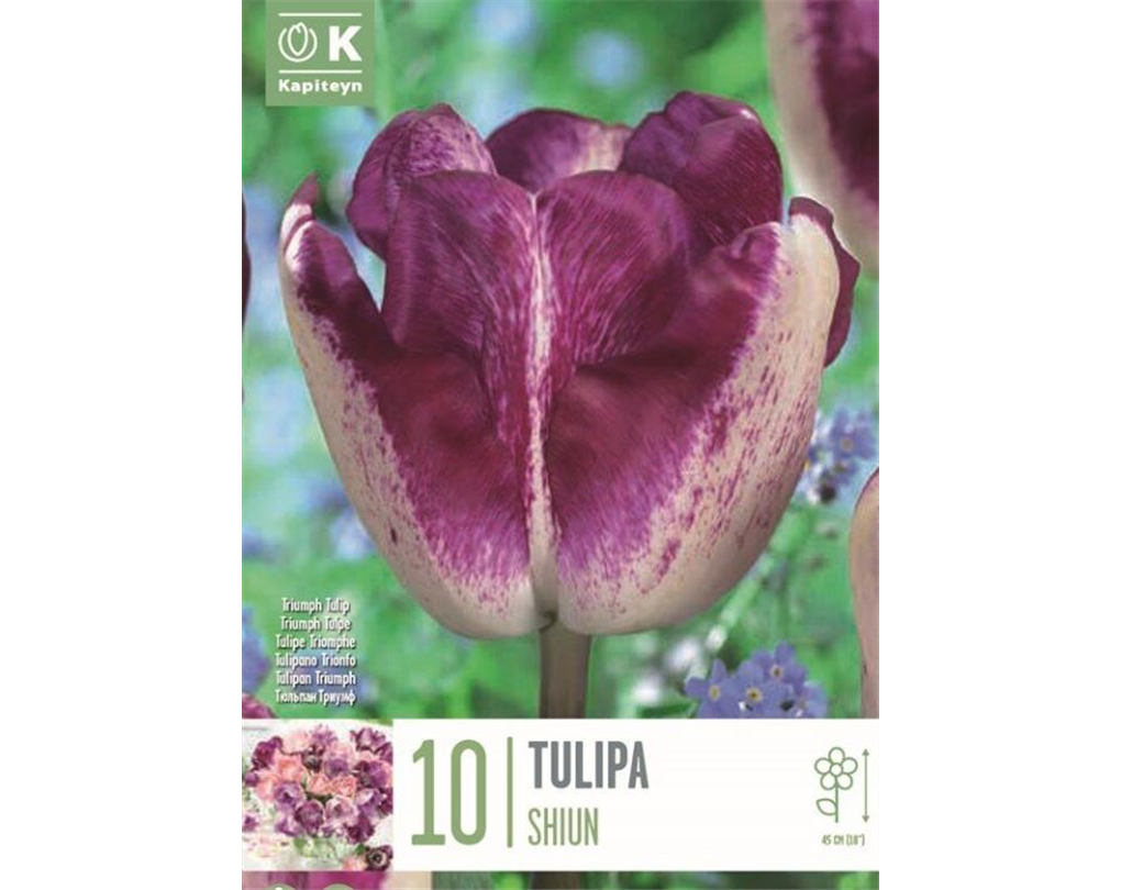 Triumph-Tulpe 'Shiun', Tulipa 'Shiun' cremeweiß, violett gesäumt - Seebauer
