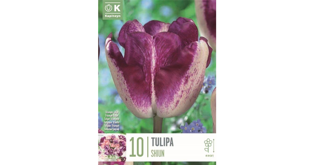 Triumph-Tulpe 'Shiun', Tulipa 'Shiun' cremeweiß, violett gesäumt - Seebauer