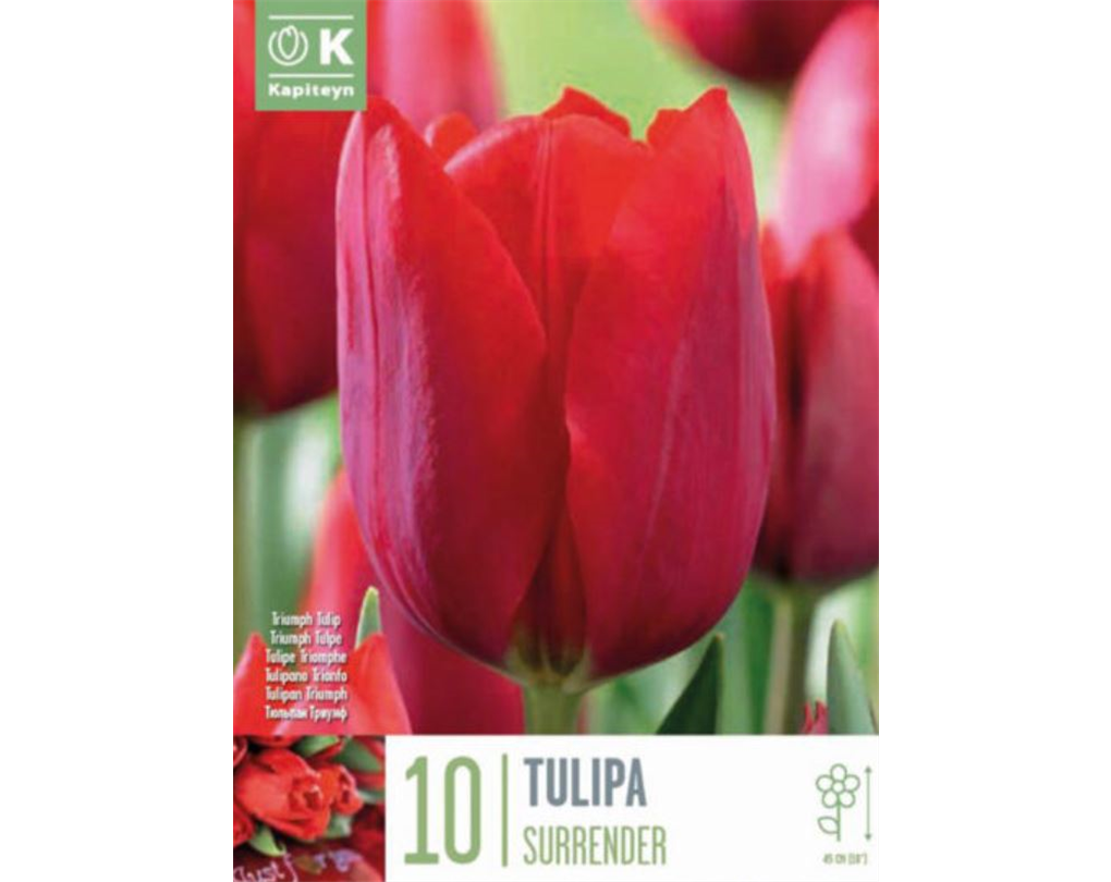 Triumph-Tulpe 'Surrender', Tulipa 'Surrender' kirschrot - Seebauer