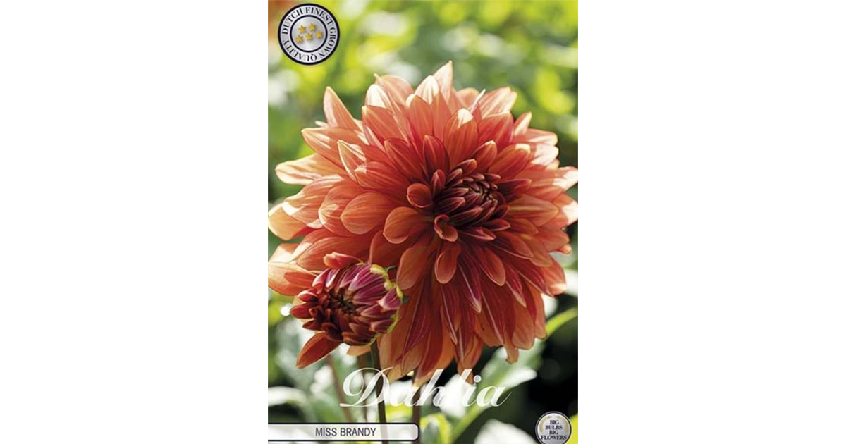 Dekorative Dahlie 'Miss Brandy' , Dahlia 'Miss Brandy' orange-rot mit ...
