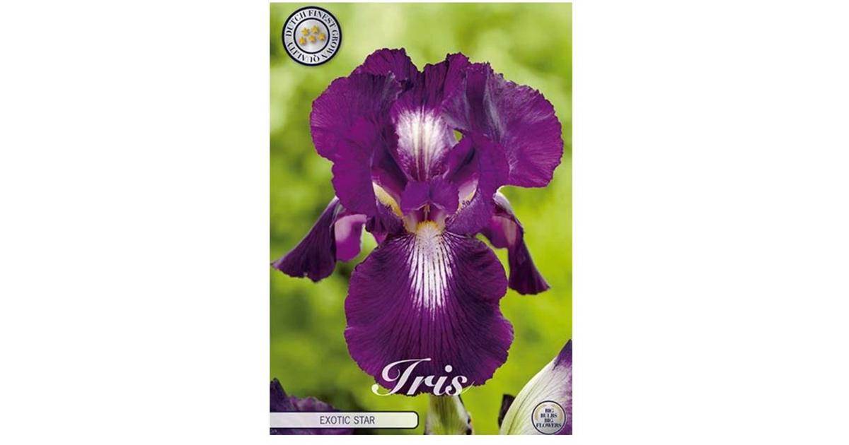 Hohe Schwertlilie 'Exotic Star', Iris germanica 'Exotic Star' lila - Seebauer